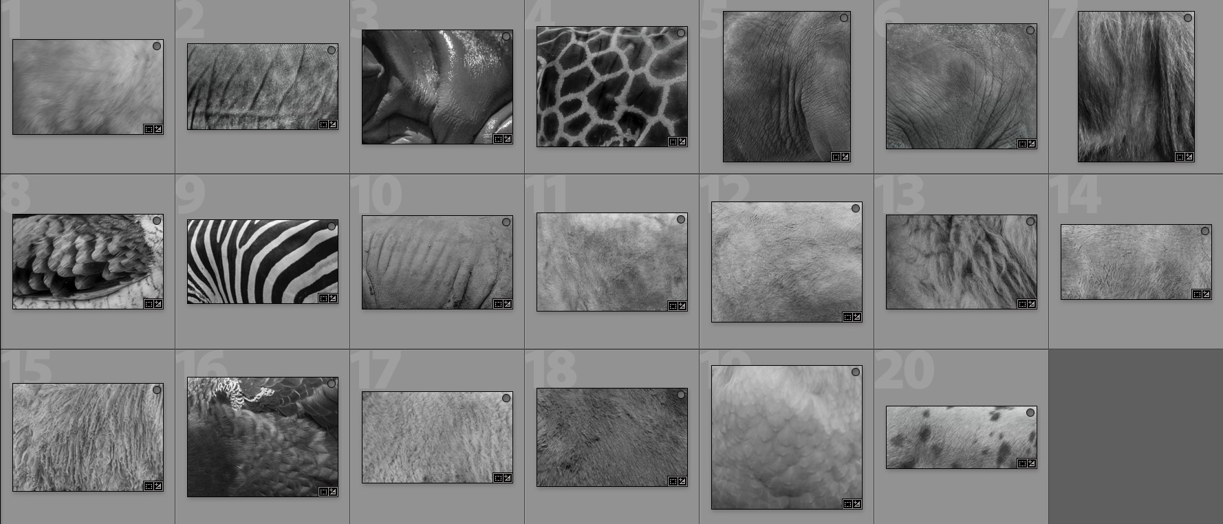 Animal Texture Overlays - Story Art Education